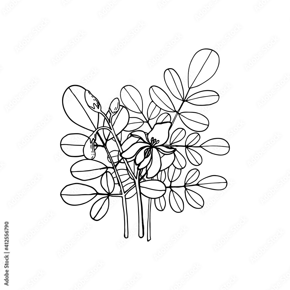 Moringa oleifera. Leaves and flowers. Vegan superfood. Hand drawn ...