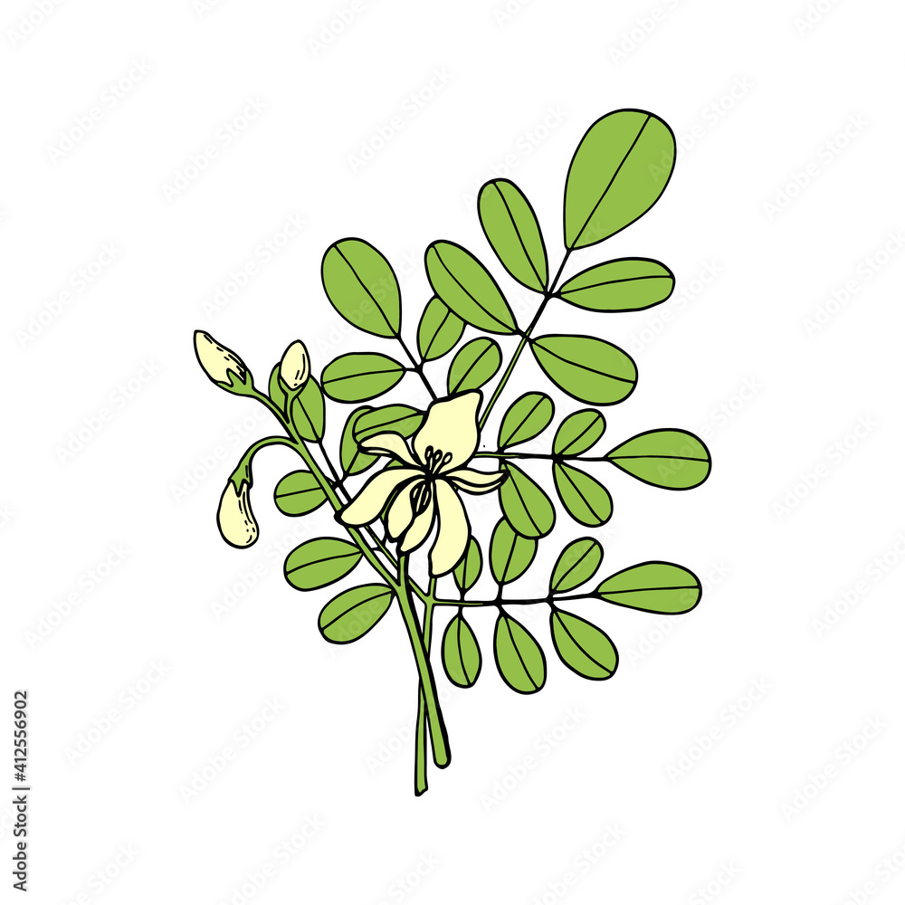Moringa oleifera. Leaves and flowers. Vegan superfood. Hand drawn ...