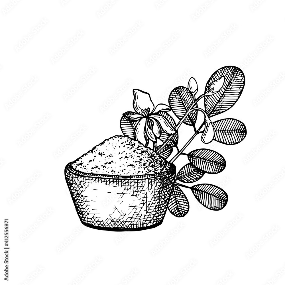 Moringa oleifera. Vegan superfood. Hand drawn illustration in sketch ...