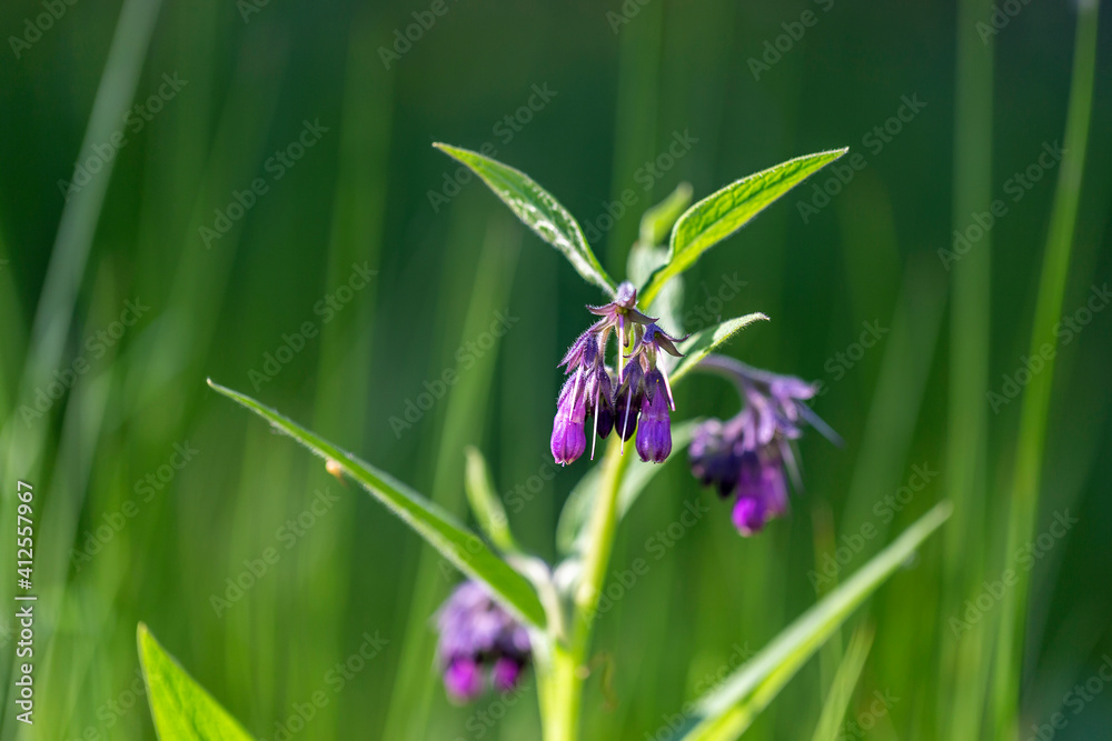 Comfrey symphytum officinale - small purple flowers growing on top of a ...