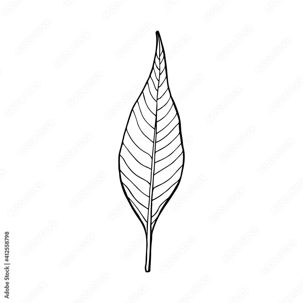 Autumn leaf. Forest design element. Drawing in sketch outline style ...