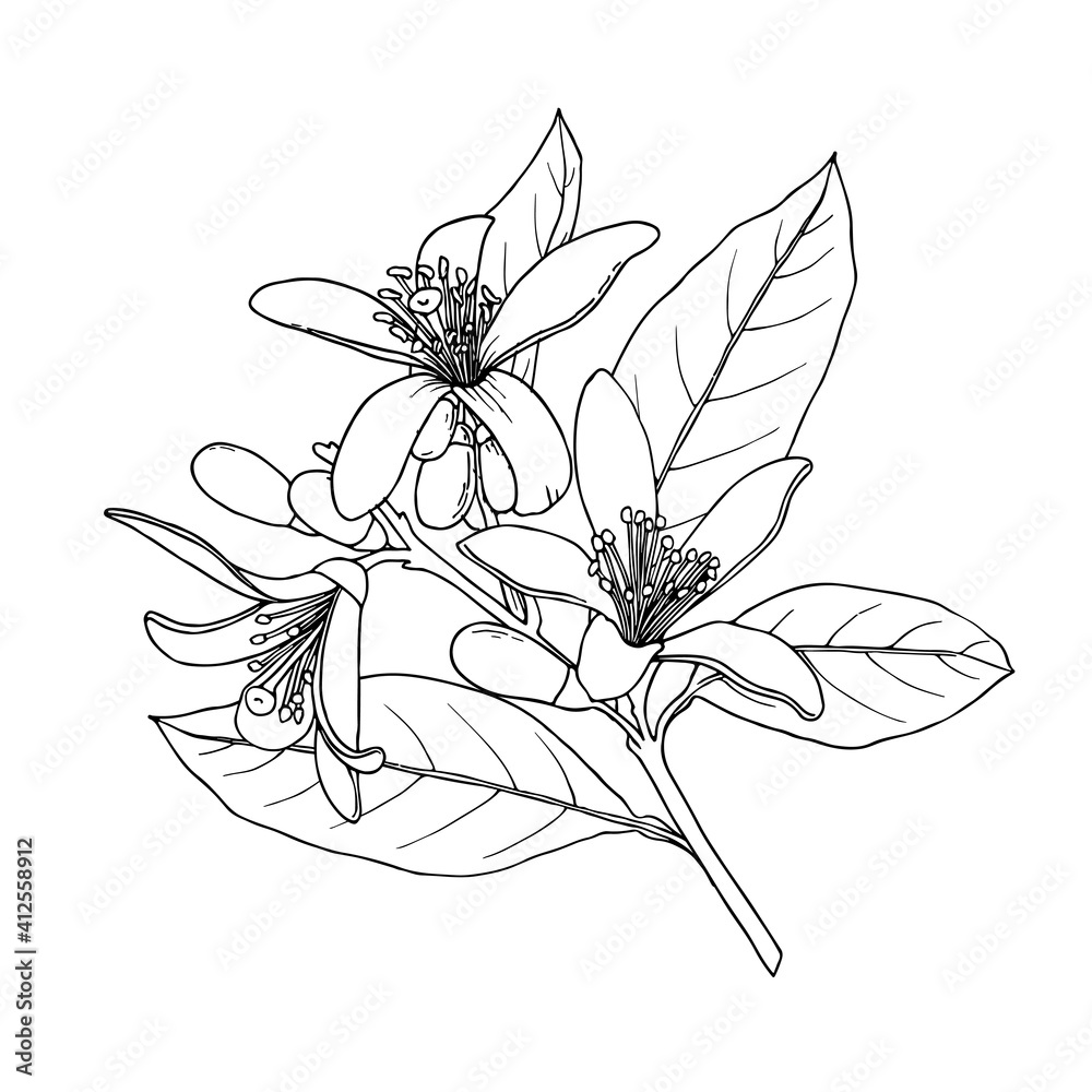 Citrus flowers branch. Neroli flowers. Ink sketch. Hand drawn vector ...