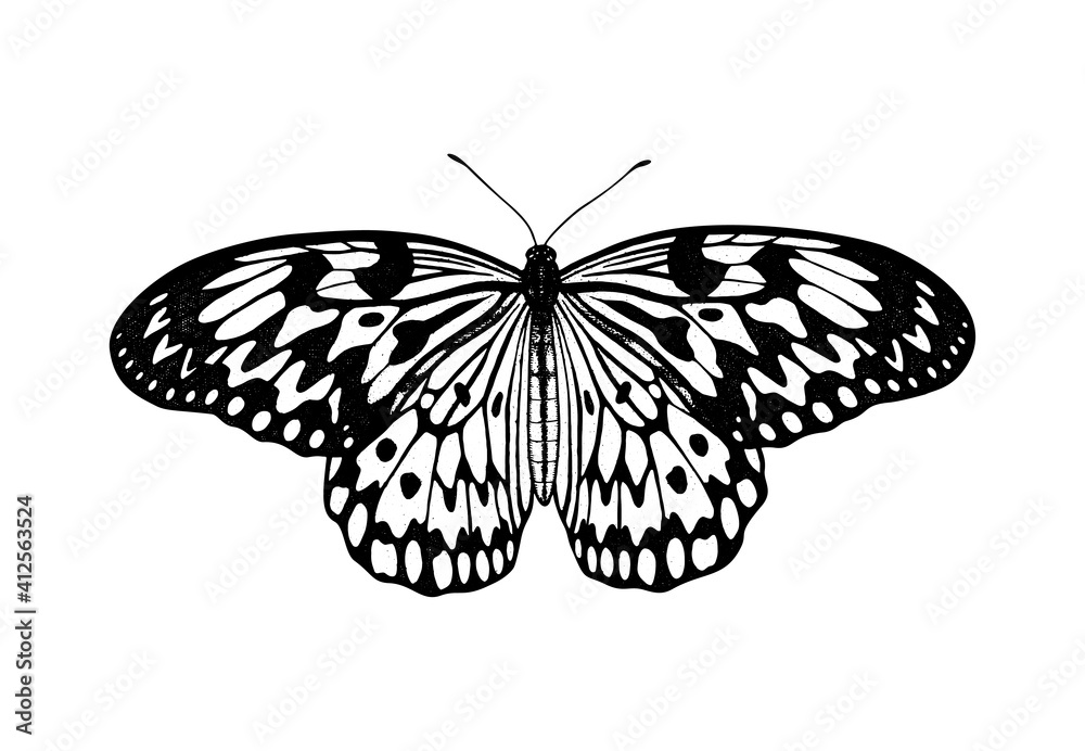 Idea Leuconoe (Rice Paper). Tropical Butterfly. Hand drawn insects ...