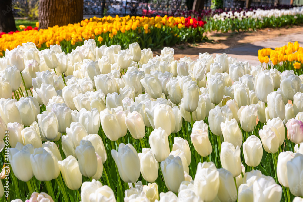 Colorful flower beds during the annual April tulip festival in Istanbul ...
