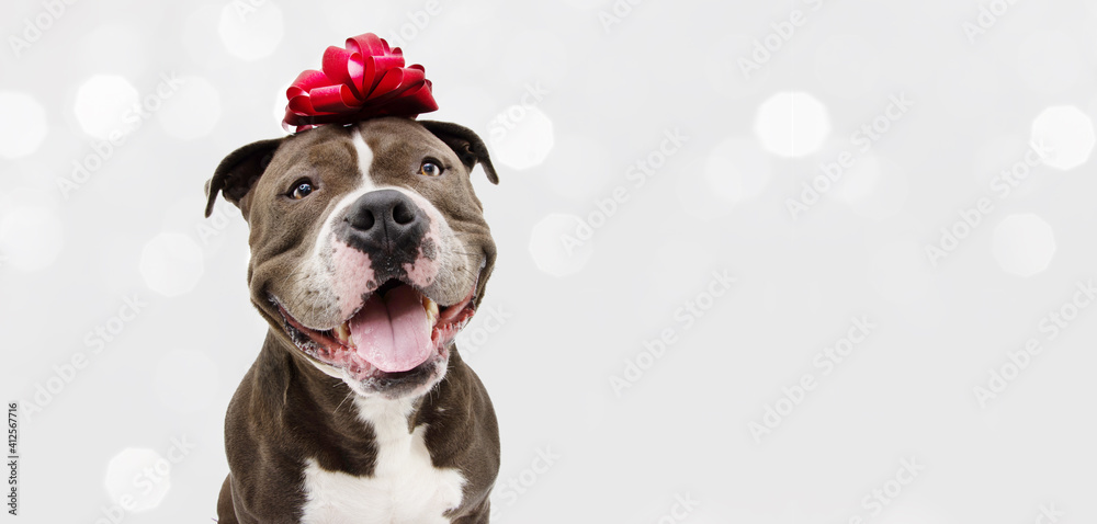 Banner american bully happy dog present for christmas, birthday or ...