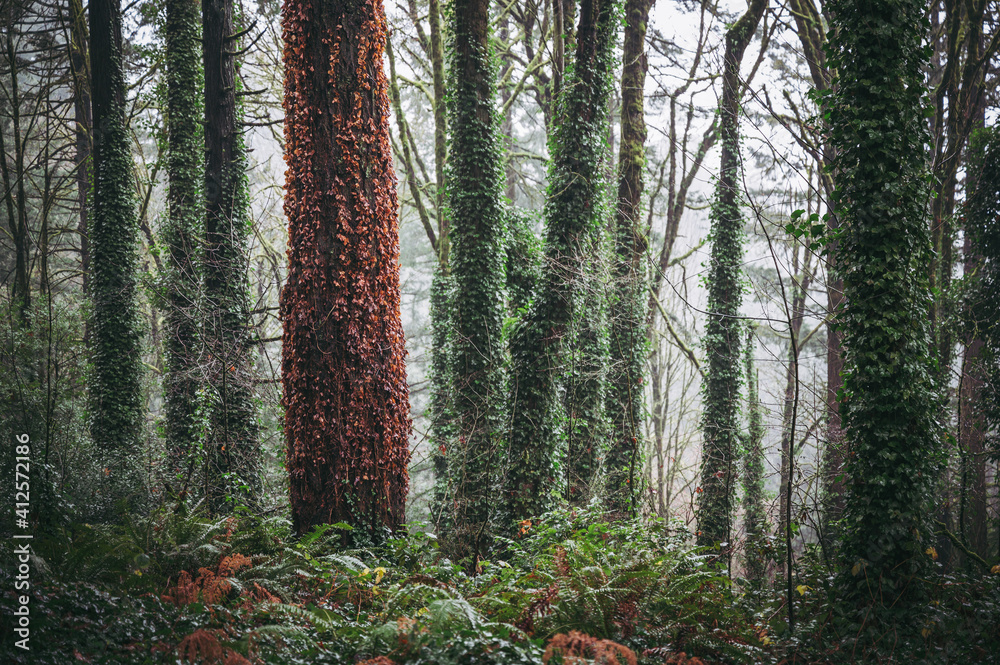 Rainforest trees Stock Photo | Adobe Stock