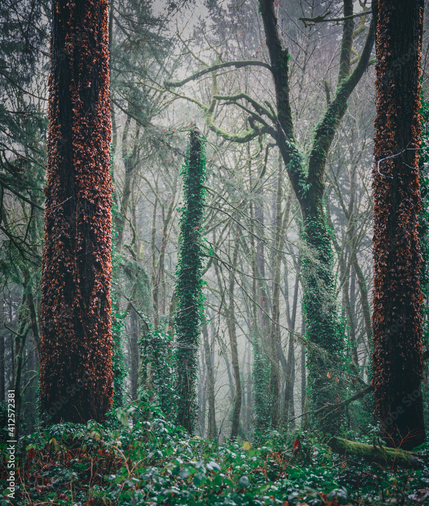 Rainforest trees Stock Photo | Adobe Stock