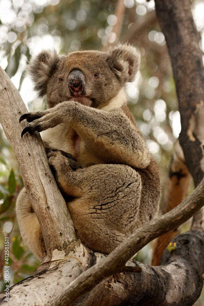 Koala, Phascolarctos cinereus, the most popular tree marsupial ...
