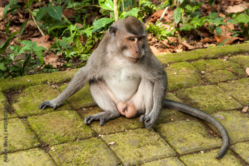 Long-tailed macaque (macaca fascicularis) sitting on the pavement and showing its penis at ...