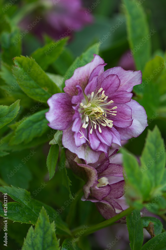 Hellebore Queens Double Pink grows in the garden. Pink flowers with ...