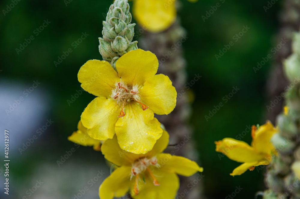 Beautiful photos of flowers typical of the Italian peninsula Stock ...
