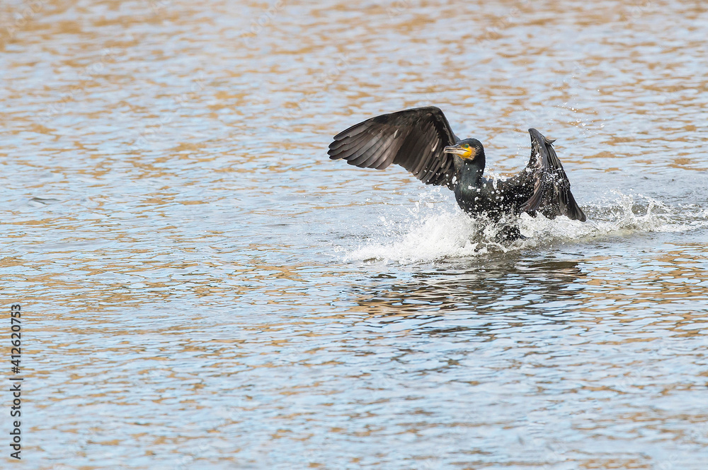 Corvo marinho, ave que se reproduz em Saliências e falesias ao longo da ...