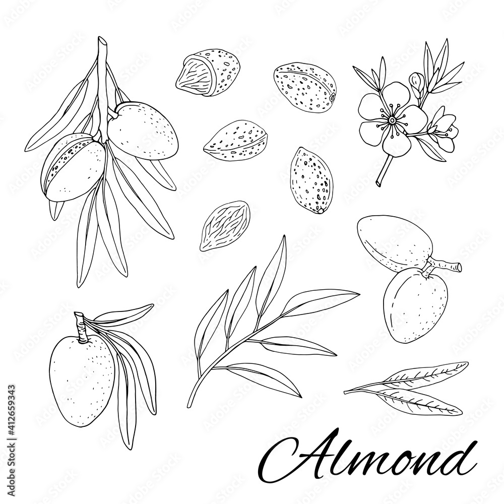 Almond. Set with branches with leaves and fruit. Blossoming almond ...
