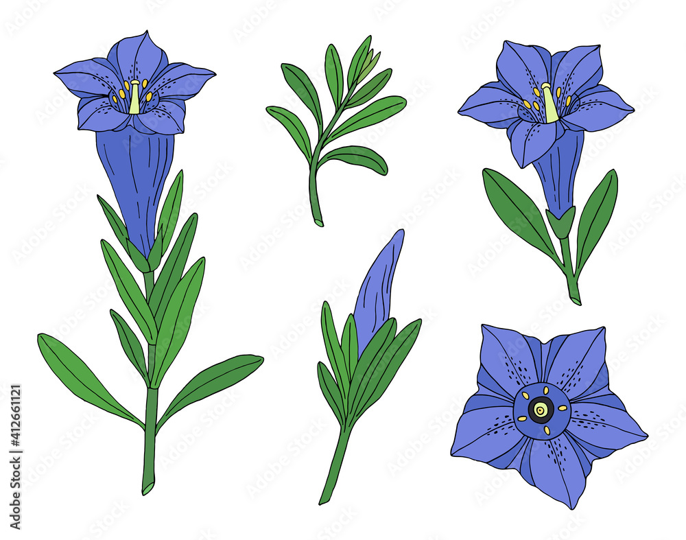 Gentian flower set. Montain wildflower. Hand drawn sketch. Vector ...