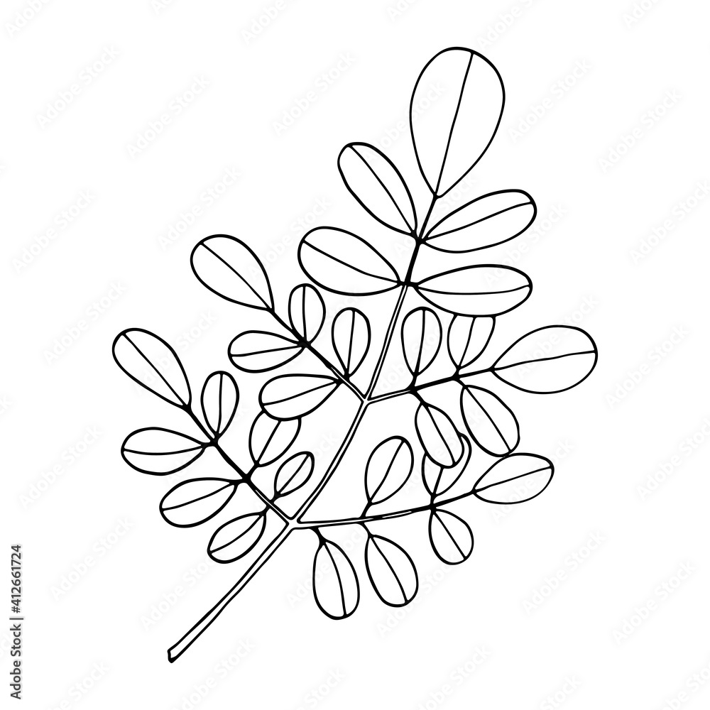 Moringa oleifera leaf. Hand drawn illustration in sketch style. Vector ...