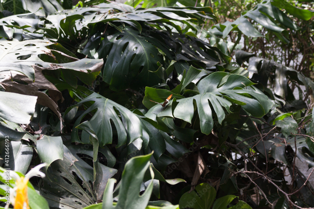 Monstera deliciosa (common names: Ceriman, Swiss Cheese Plant, Monstera ...