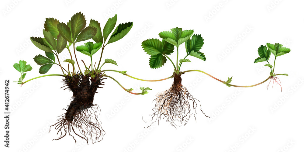 Realistic illustration of a strawberry seedling. Stages of growth and ...