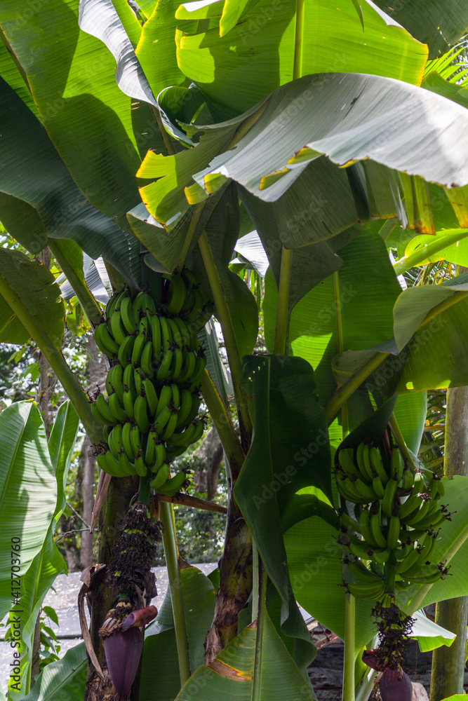 Banana 'tree' showing fruit and inflorescence Musa balbisiana Stock ...