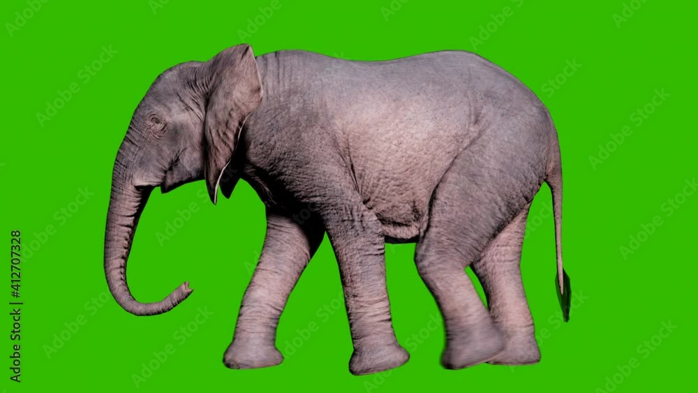 Large African elephant walking on the ground in front of green screen ...