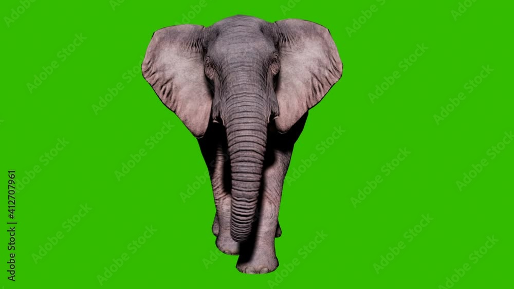 Large elephant walking on the ground in front of green screen. Seamless ...