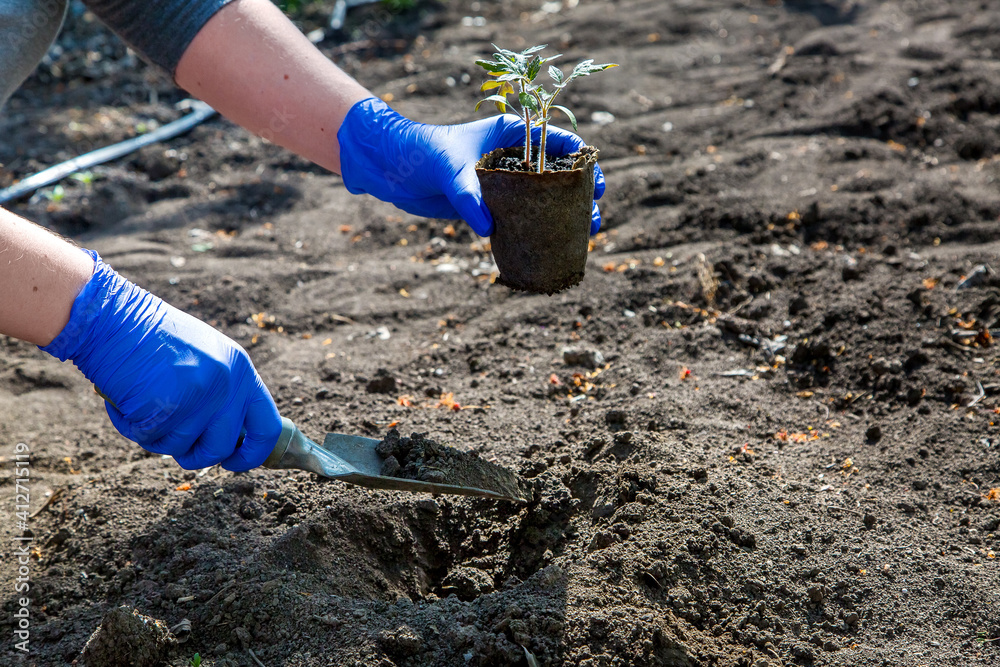process of planting a plant in the ground for growing organic ...