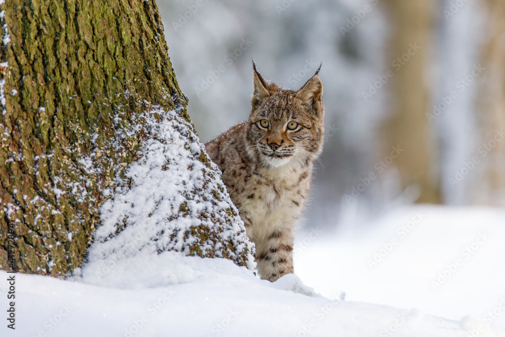 Lynx in snowy forest. Young Eurasian lynx, Lynx lynx, peeks out from ...