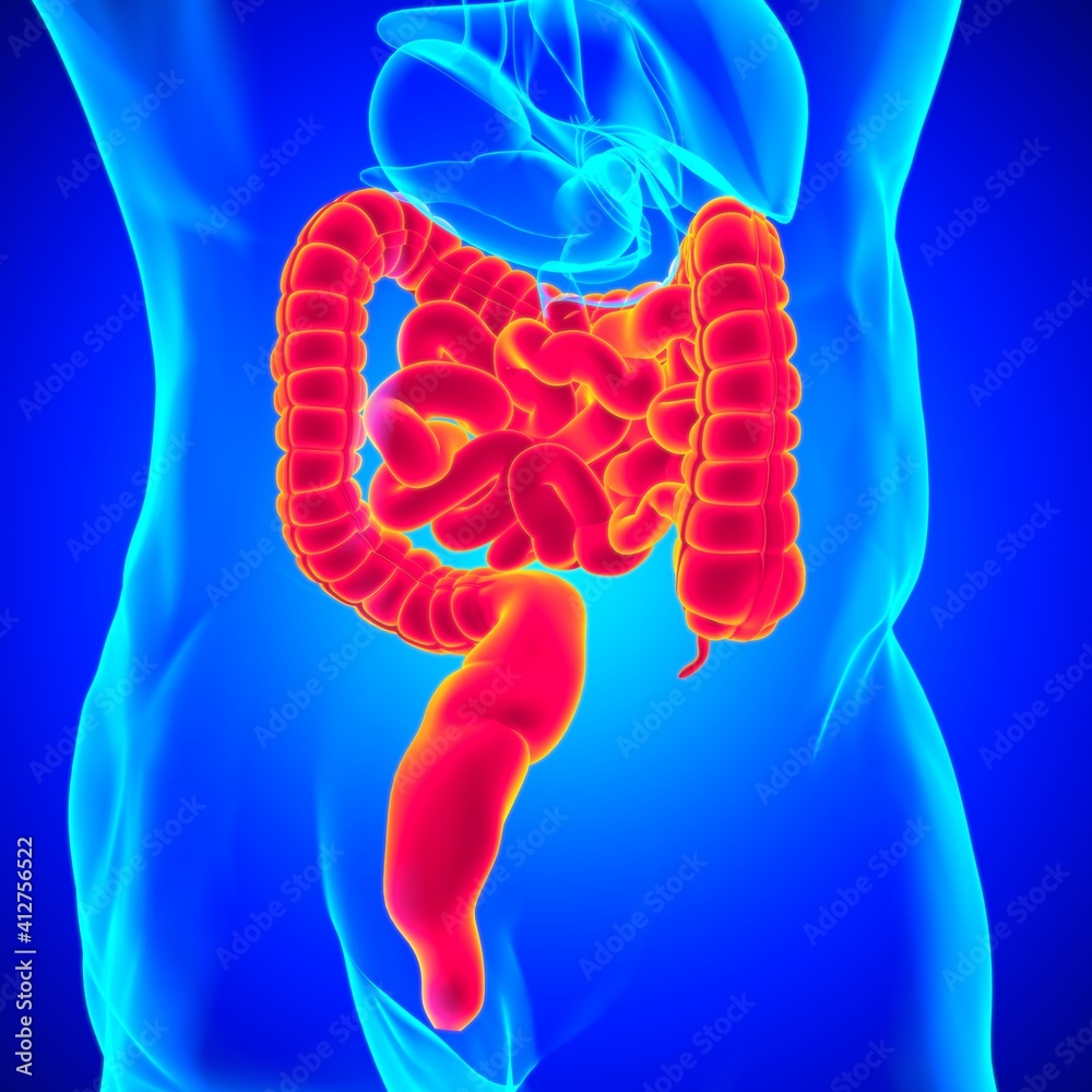 Small and Large Intestine 3D Illustration Human Digestive System ...