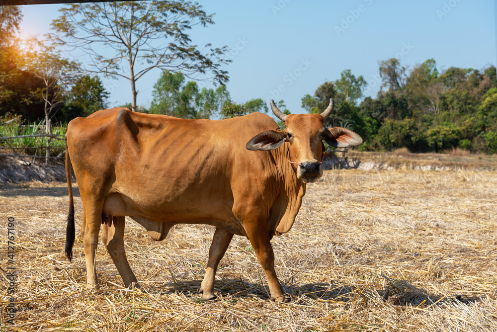 Close up portrait of cow in farm background. Cows standing on the ...
