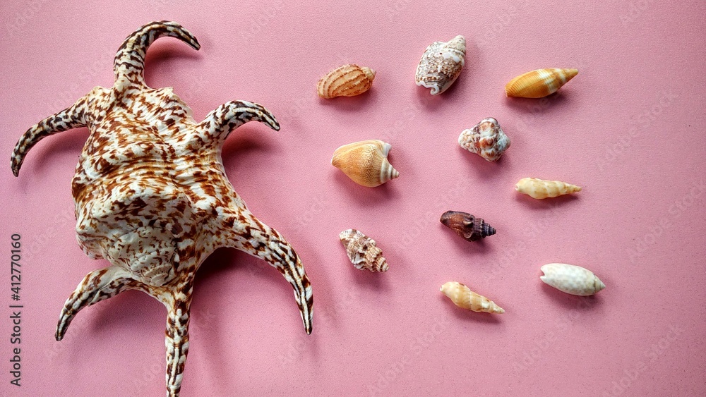 Sea animal shells, nature concept suitable for backgrounds and ...