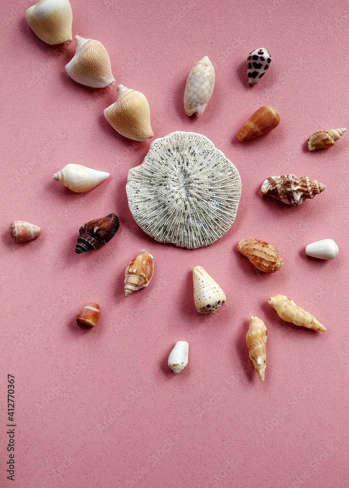 Sea animal shells, nature concept suitable for backgrounds and ...
