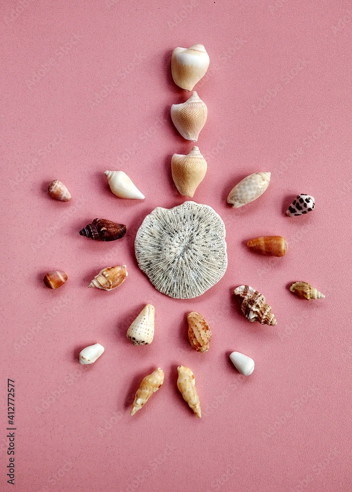 Sea animal shells, nature concept suitable for backgrounds and ...