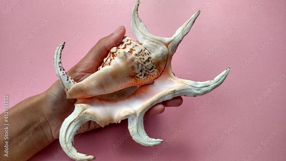 Spider Scorpian Shell Sea animal shells, nature concept suitable for ...