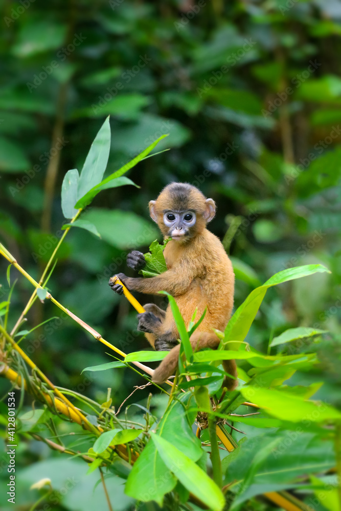 A small yellow baby monkey is learning to feed in the wild. Leaf ...