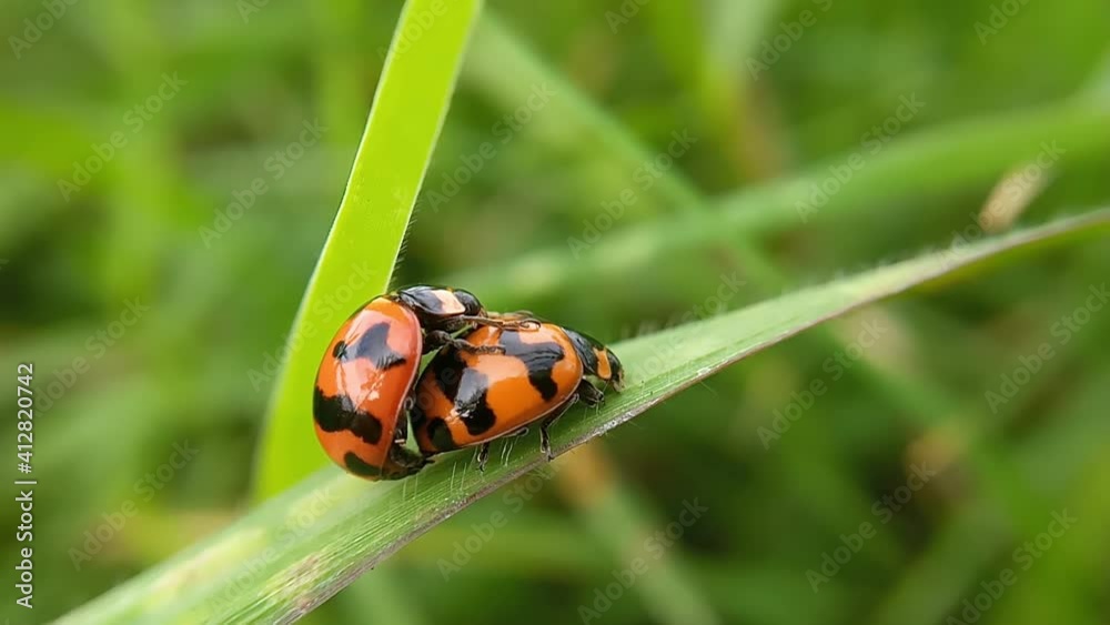 Close up of ladybug couple mating on a blade of grass Stock Video ...