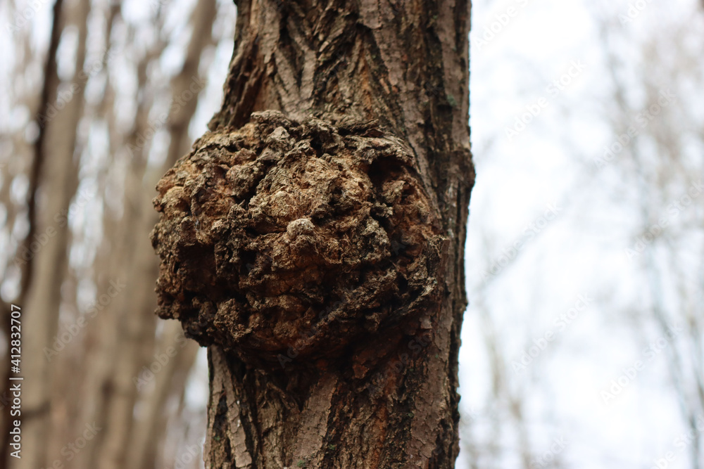 Tree in the forest with a big deformation on his trunk. Tree with ...
