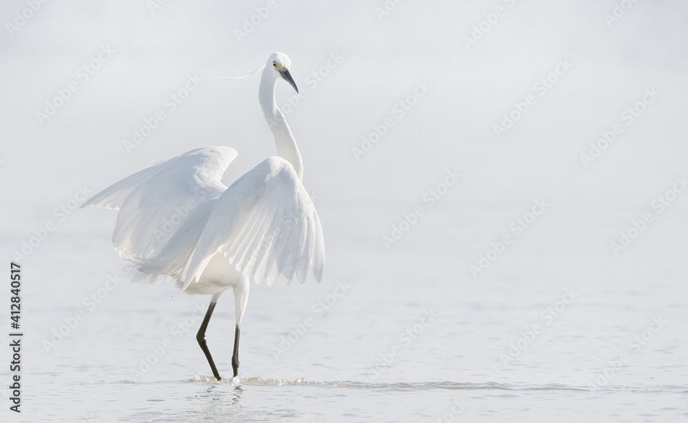 Eastern Great Egret standing in the water- High Key. Scientific name ...