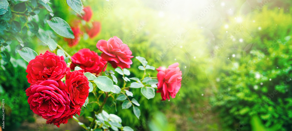 Beautiful red roses against backdrop of greenery of a well-groomed ...