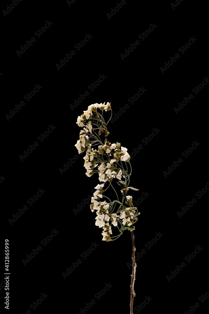Dried dead flower spirea isolated on black background. Sample of a ...