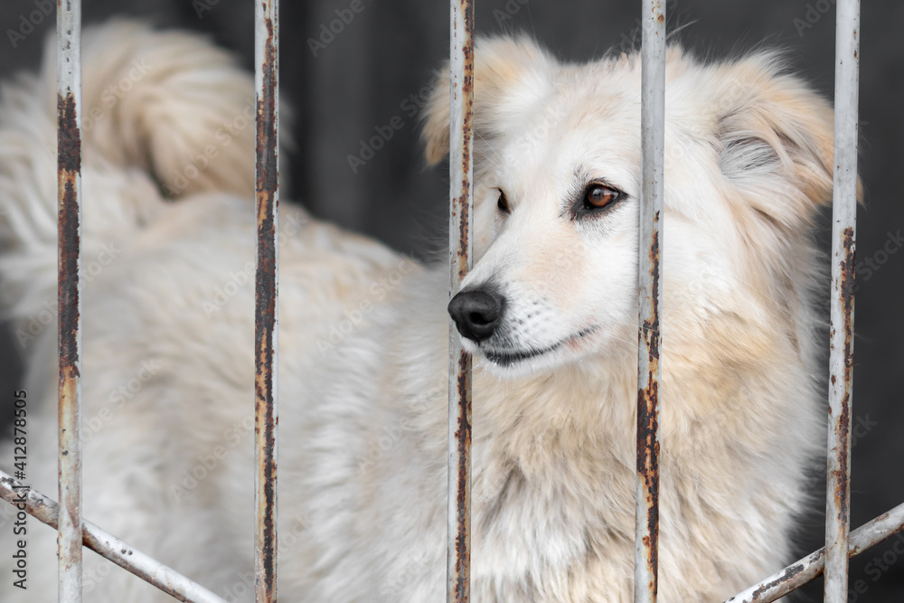 A white dog, a cross with a husky, pokes its muzzle through the bars of ...
