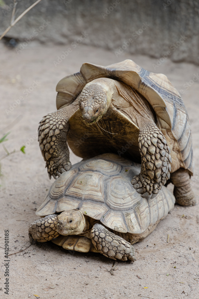 Sulcata Tortoise Mating Season, Open Zoo In Thailand. Stock Photo ...