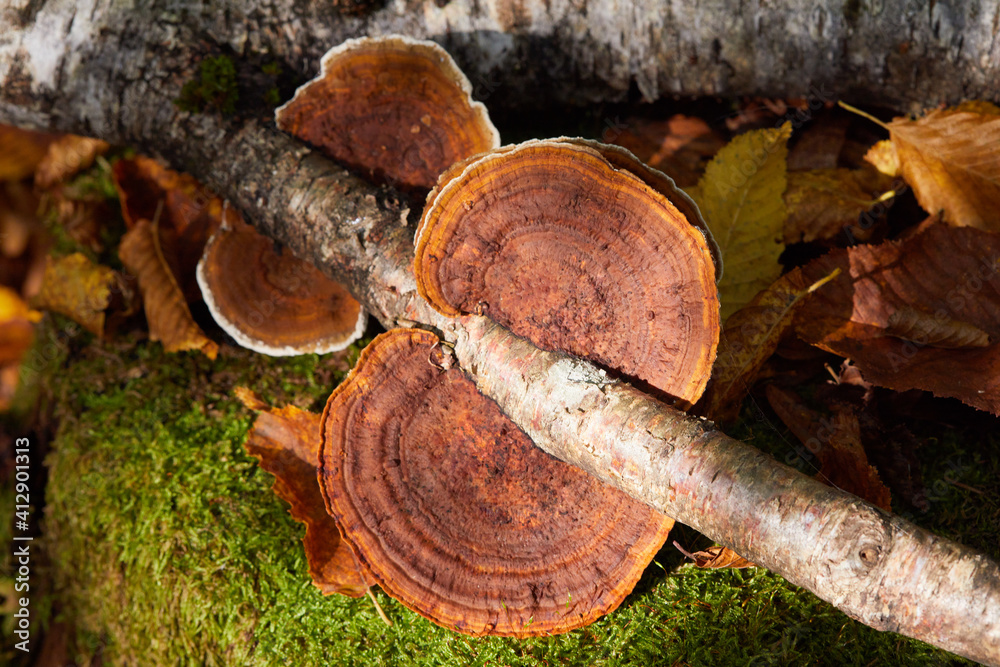 Pycnoporus coccineus is a fungus, saprophytic rot decomposer of the ...
