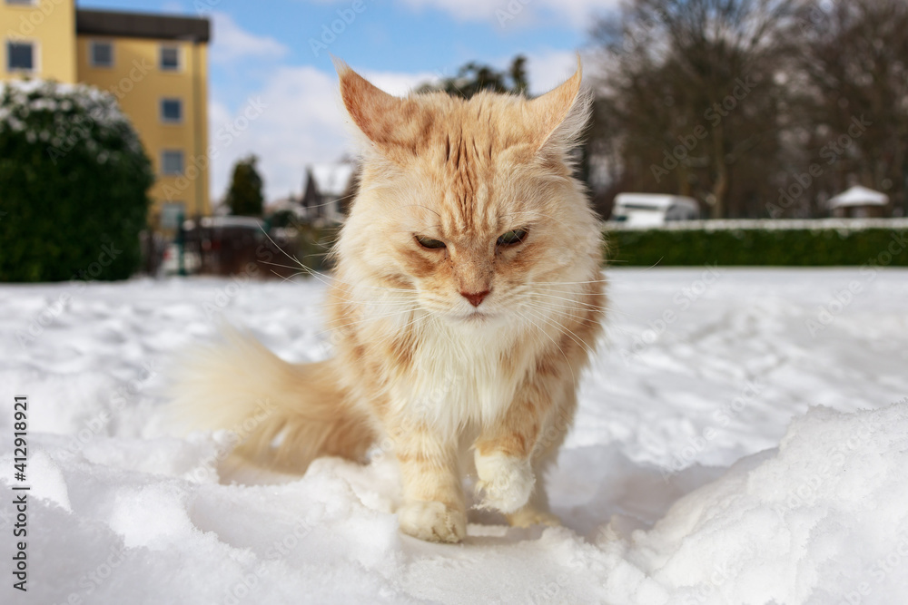 Cute maine coon cat walking in the snow Stock Photo | Adobe Stock