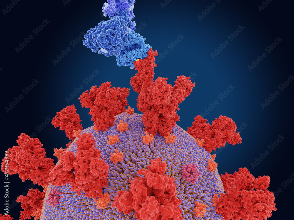 Main mutation site of the South African COVID-19 variant Stock ...