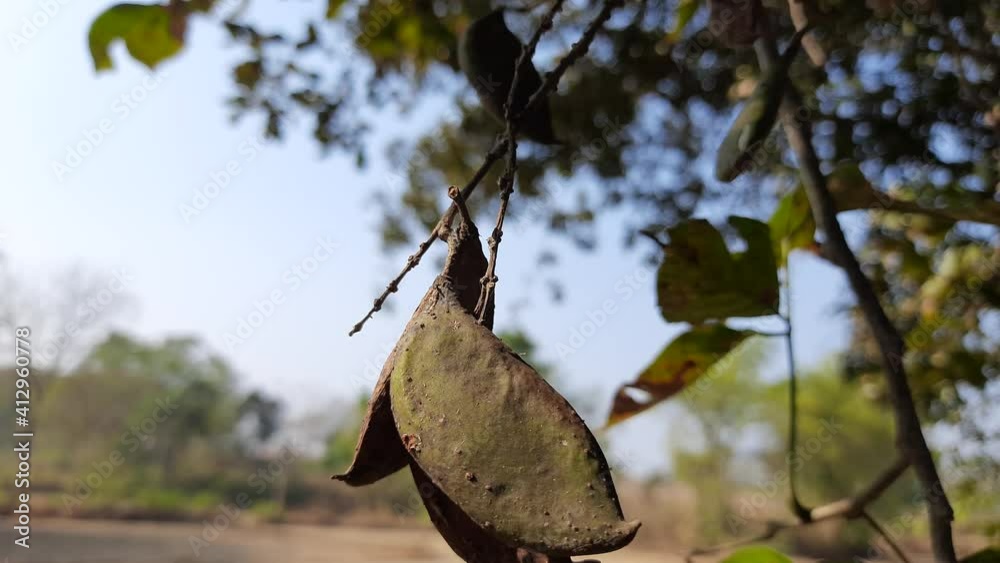 Green seeds of Pongamia pinnata. Millettia pinnata is a species of tree ...