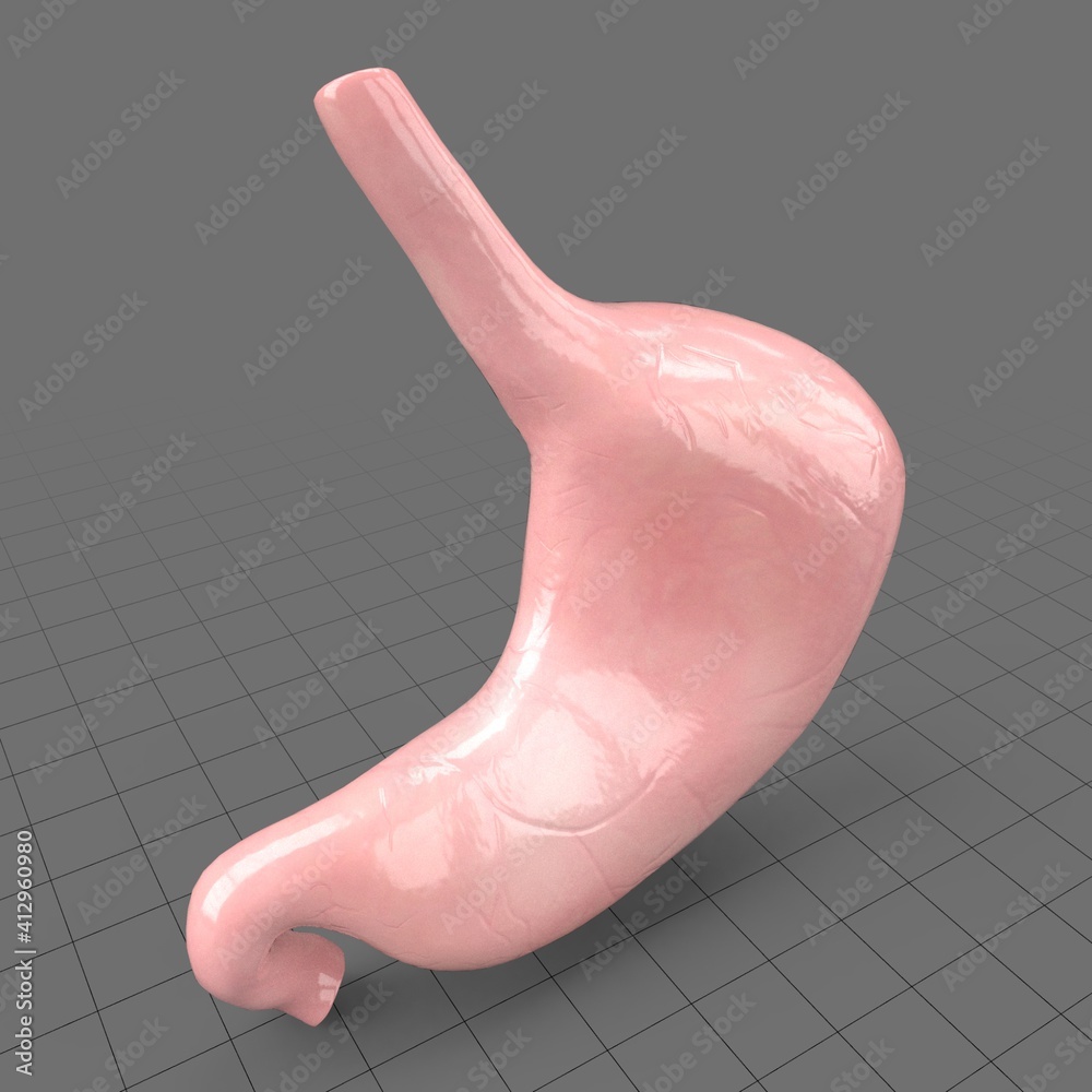 Actual Human Stomach