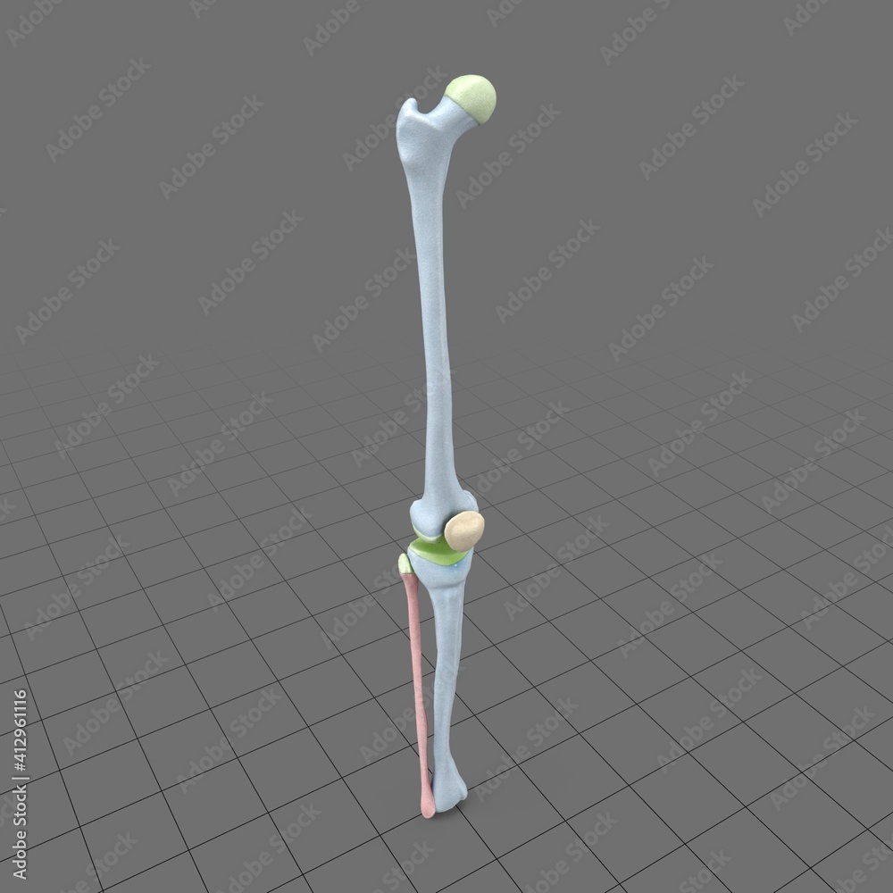 Human right leg Stock 3D asset | Adobe Stock