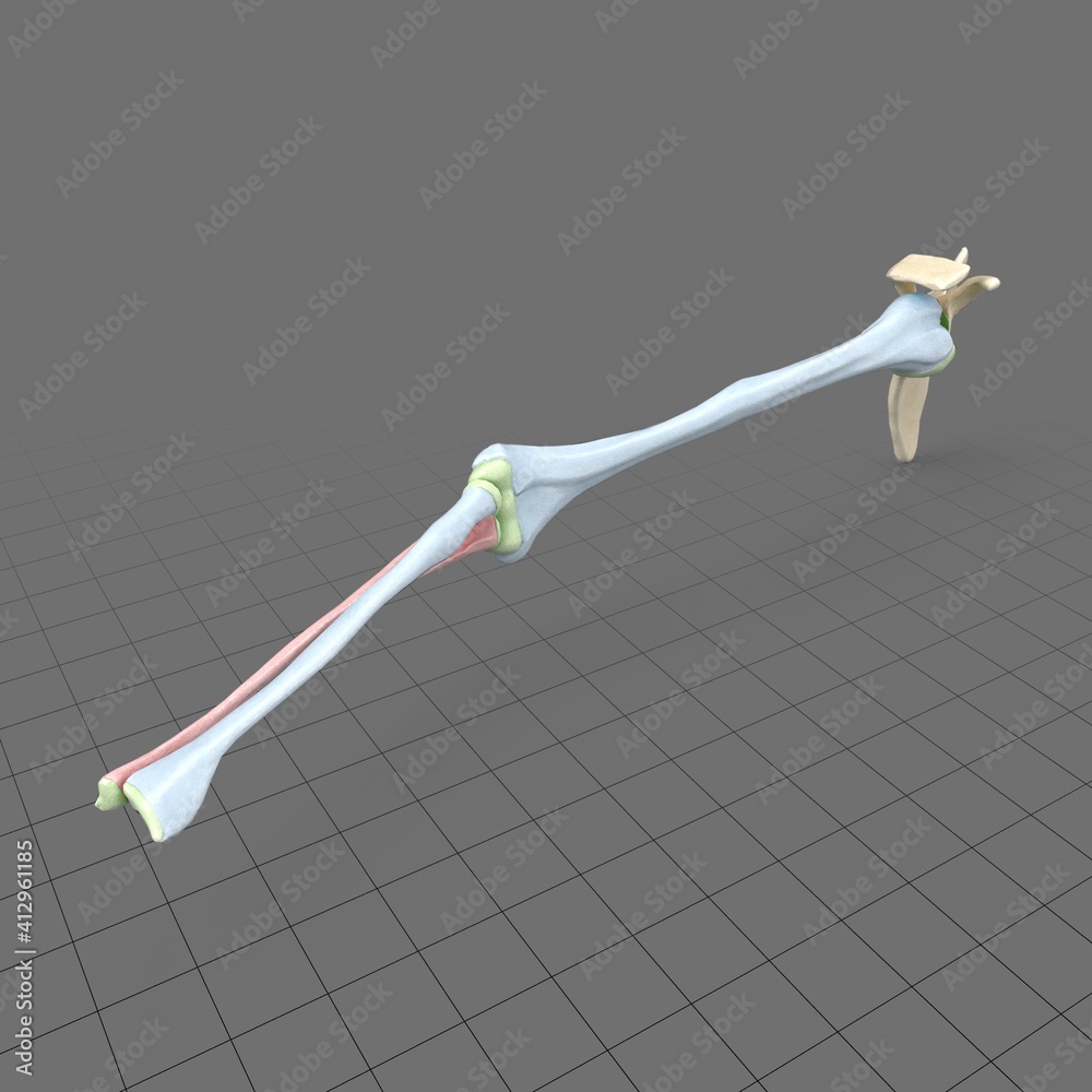 Human right arm Stock 3D asset | Adobe Stock