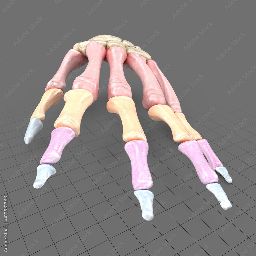 Human left hand Stock 3D asset | Adobe Stock