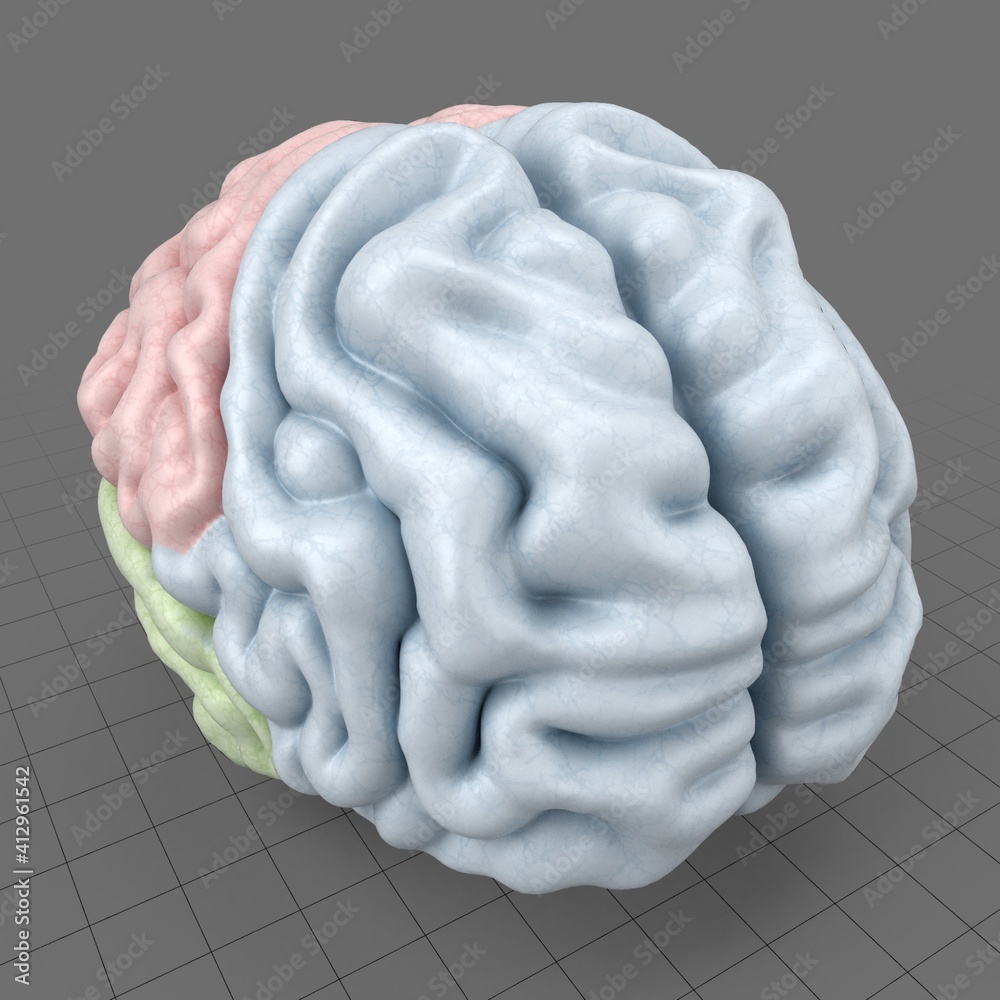 Human brain Stock 3D asset | Adobe Stock