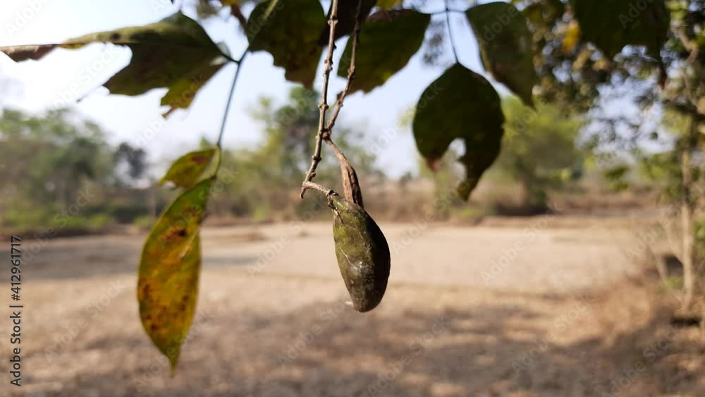 Green seeds of Pongamia pinnata. Millettia pinnata is a species of tree ...
